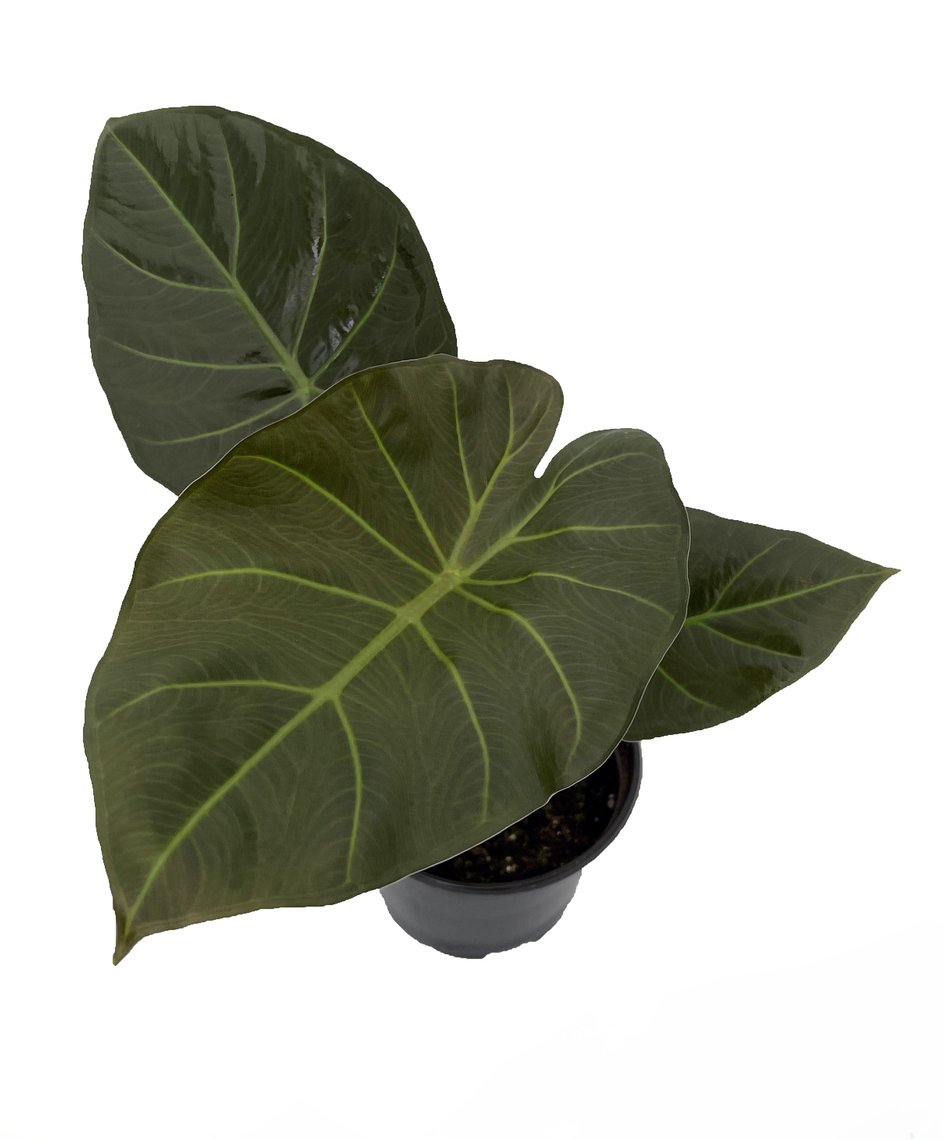 Alocasia Dragon's Tooth Plant | Little Leaf Shop | 14th Street ...