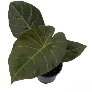 Alocasia Dragon's Tooth Plant | Little Leaf Shop | 14th Street ...
