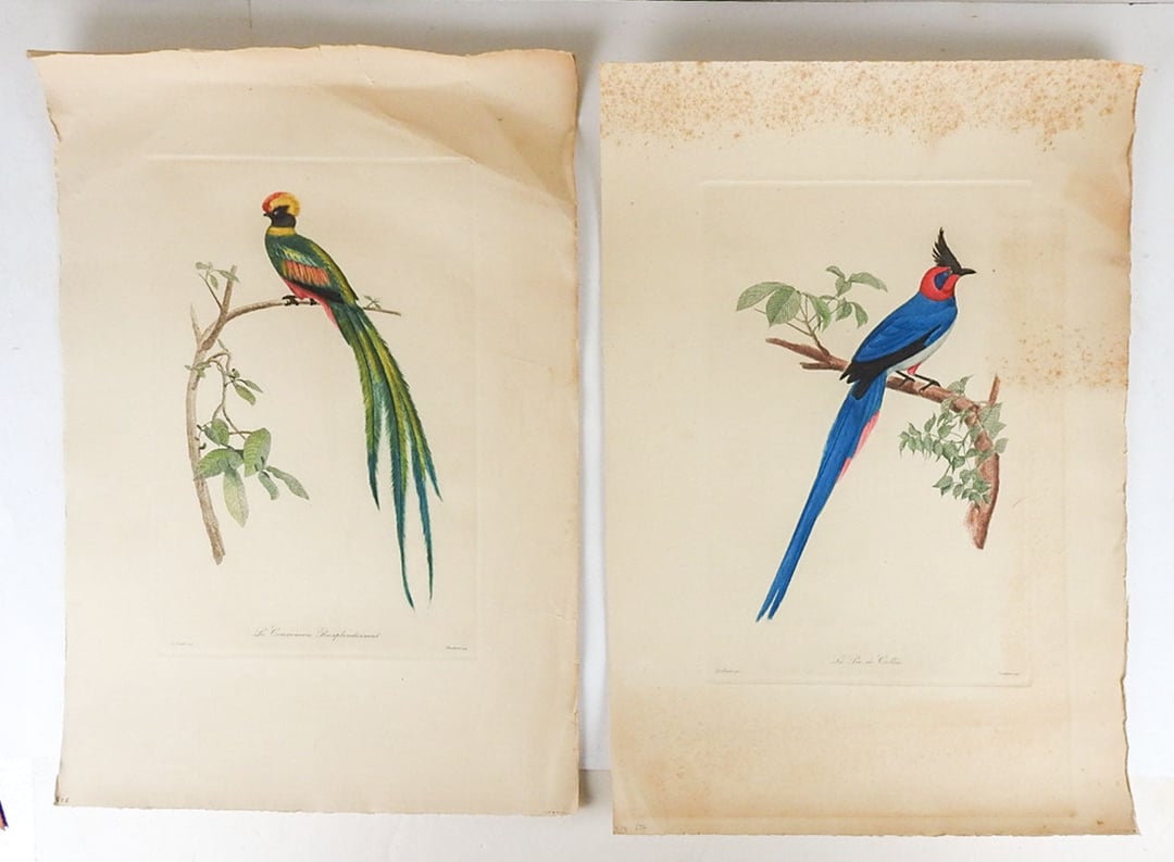 Vintage Early 20th Century French Exotic Bird Prints - a | Artifax ...