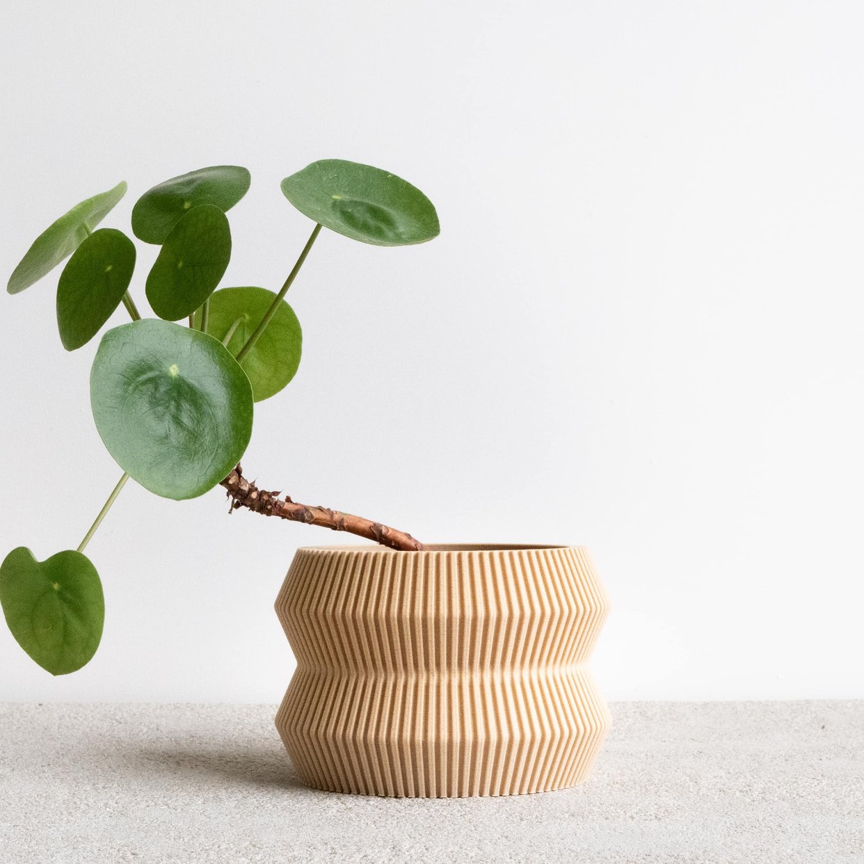 Ito Planter | Jungle and Loom - Washington, DC | ATTIC