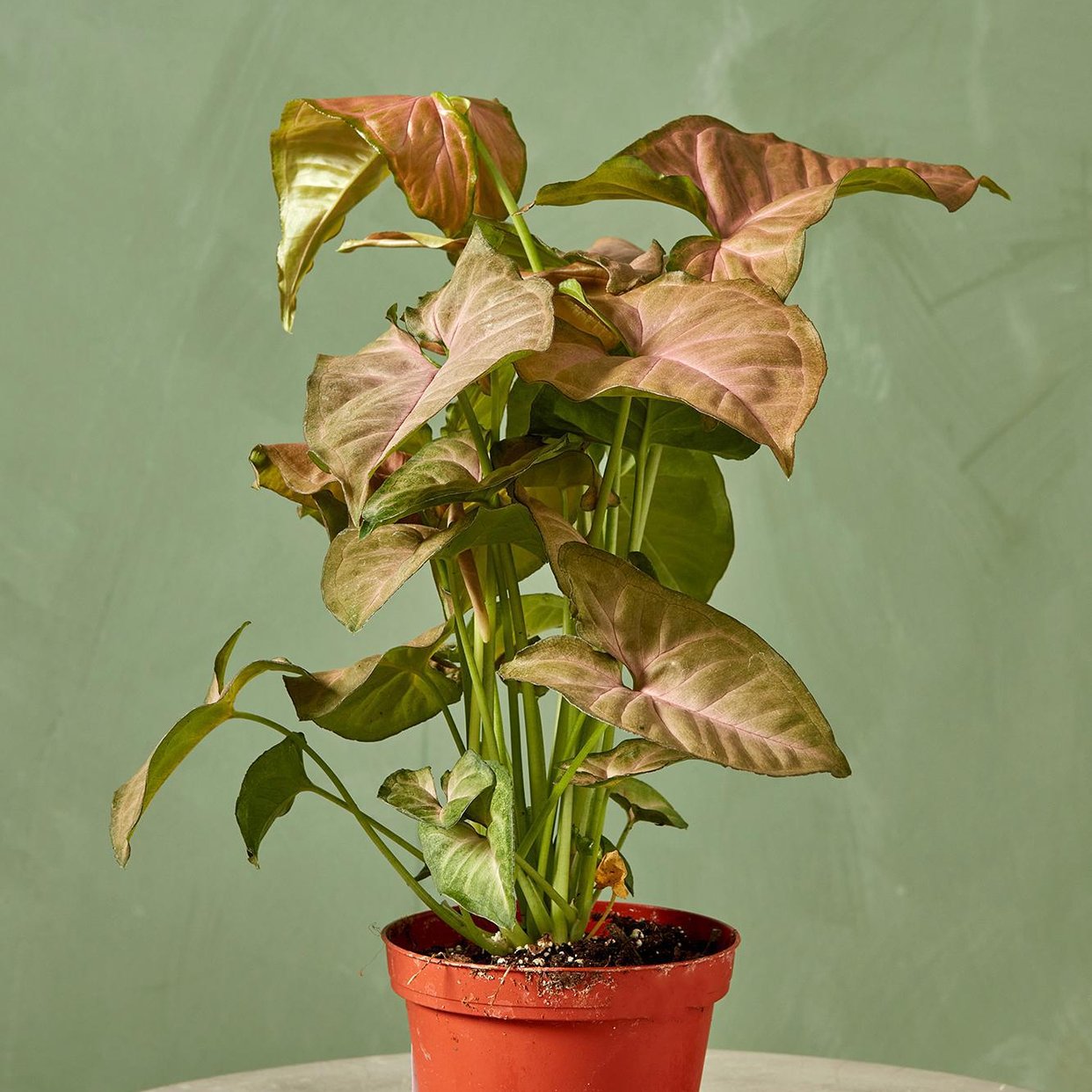 Syngonium 'Strawberry Cream' | Rewild - Shaw / Georgetown - Washington ...