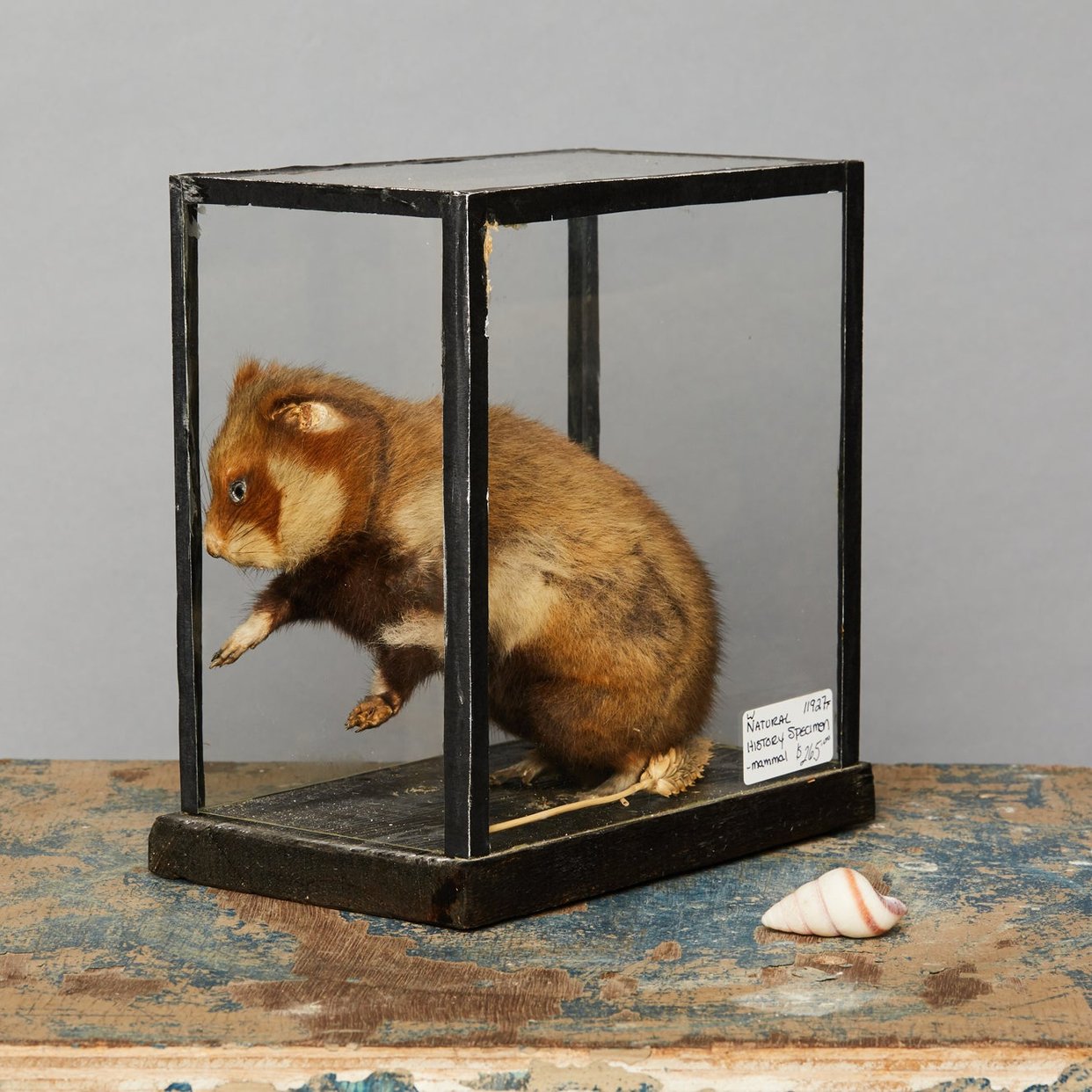 Mammal from a Natural History Museum in Hungary | Michael Trapp - West ...
