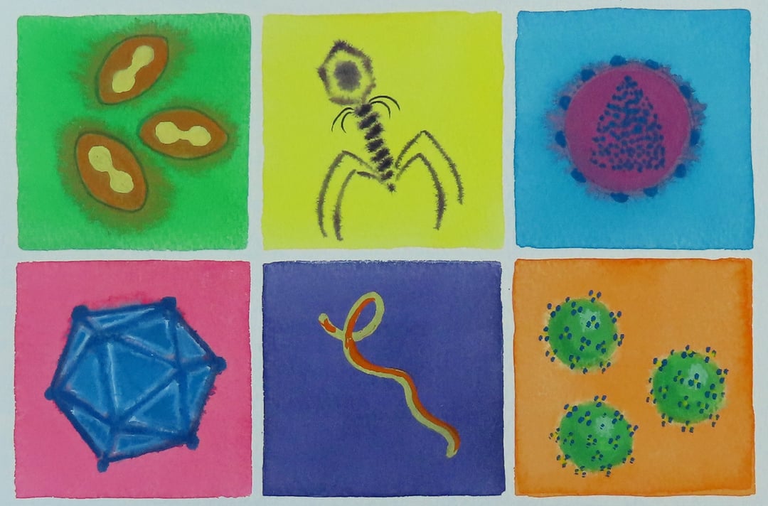 Rainbow of Viruses - original watercolor painting - microbiology art ...