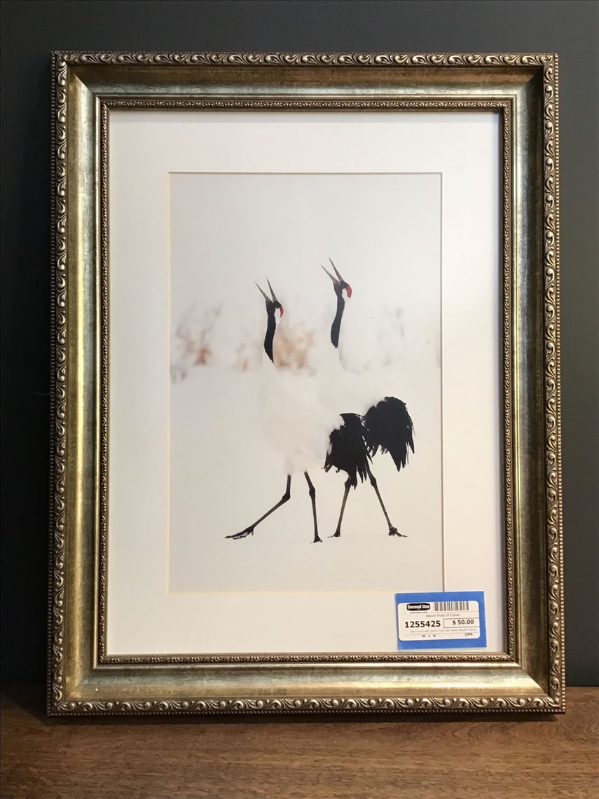 Nature Photo of Cranes (Seattle) | Second Use | Seattle and Tacoma, WA