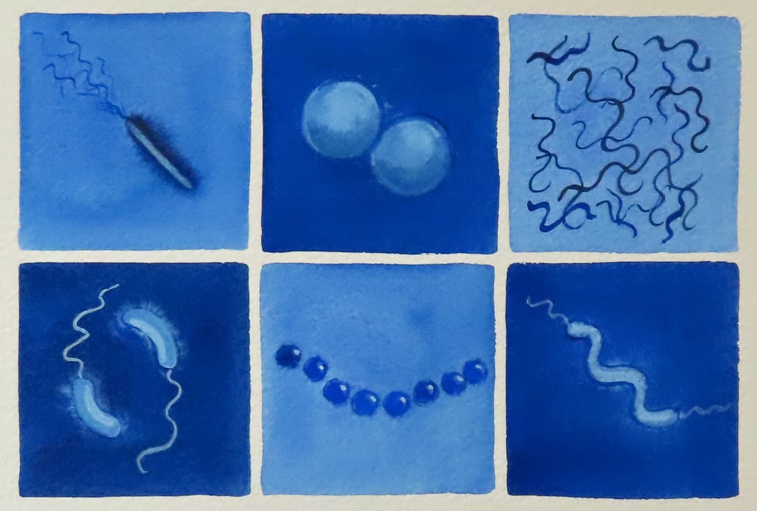 Blue Bacteria - original watercolor painting of microbes - microbiology ...