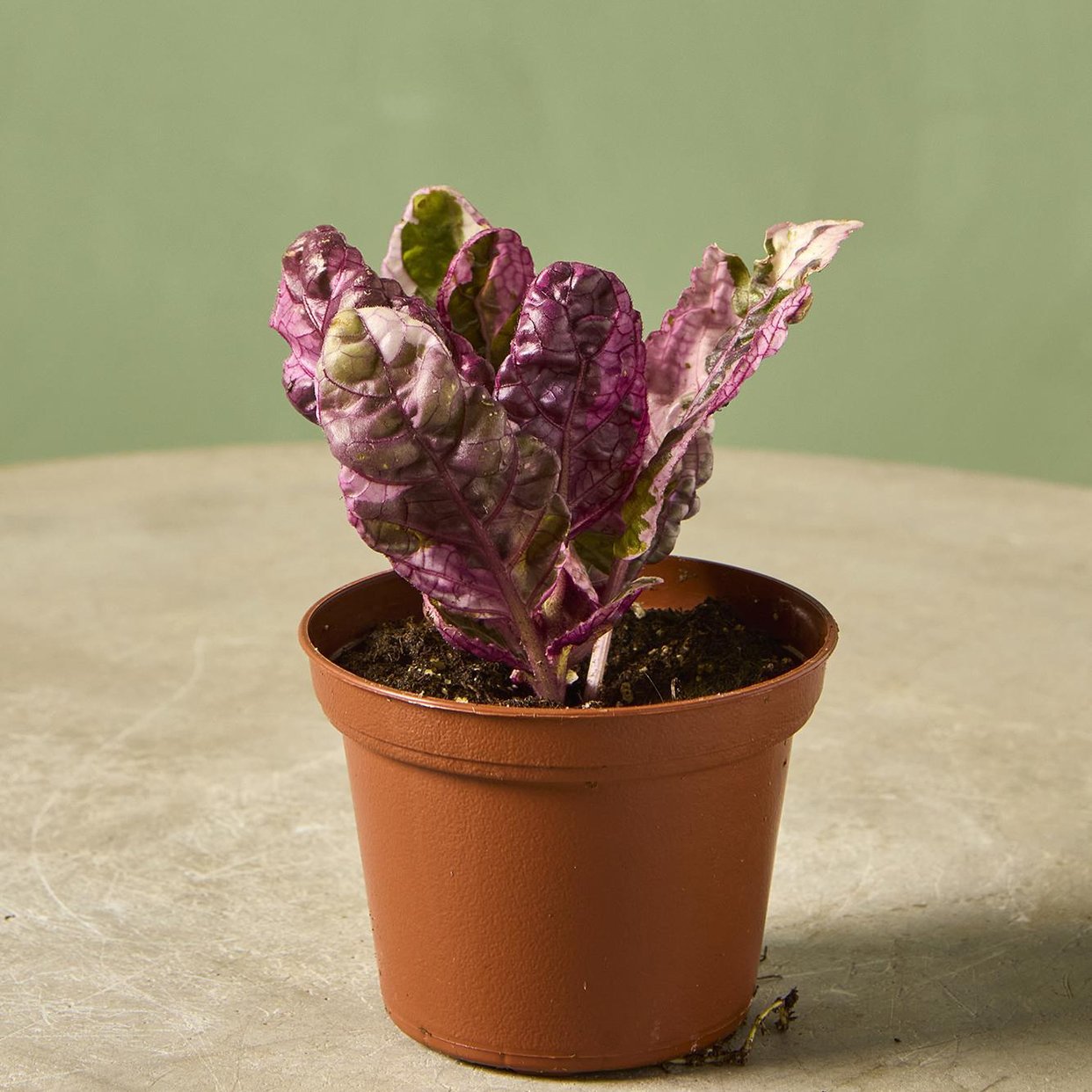 Hemigraphis 'Snow White' | Rewild - Shaw / Georgetown - Washington, DC ...