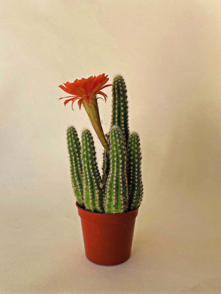 Cactus | Prickly Cactus | Echinopsis Chamaecerus | Pepper Palm ...