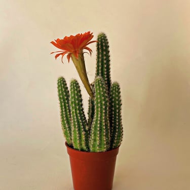 Cactus | Prickly Cactus | Echinopsis Chamaecerus | Pepper Palm ...