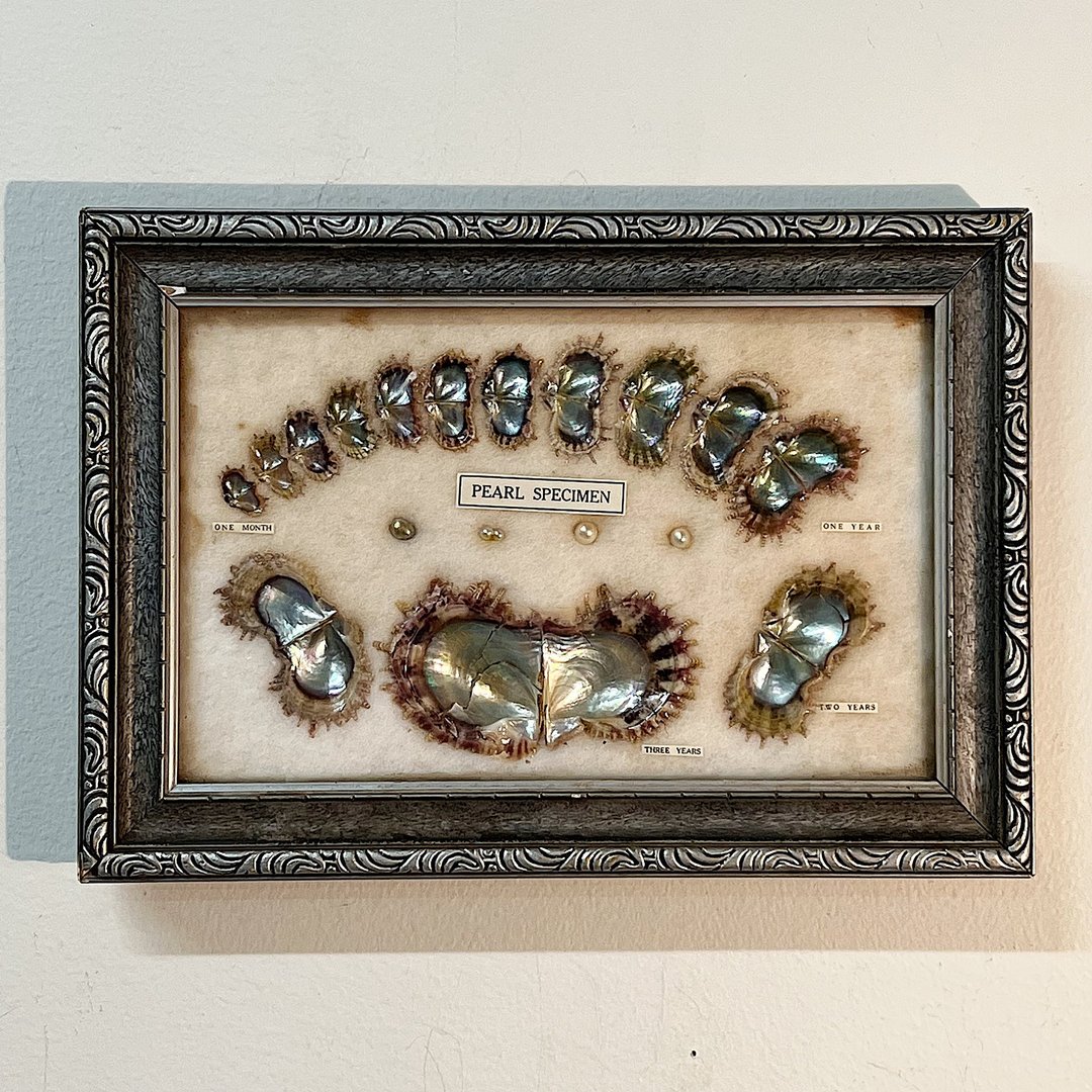 Vintage Specimen Chart of Pearl Growth of Japanese Pearls - | Mad Van ...