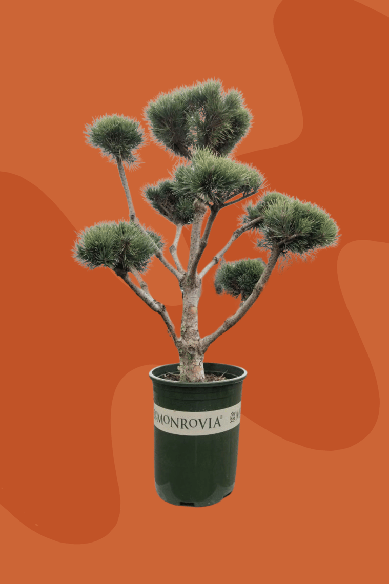 Dwarf Scotch Pine | Rewild | Shaw / Georgetown - Washington, DC