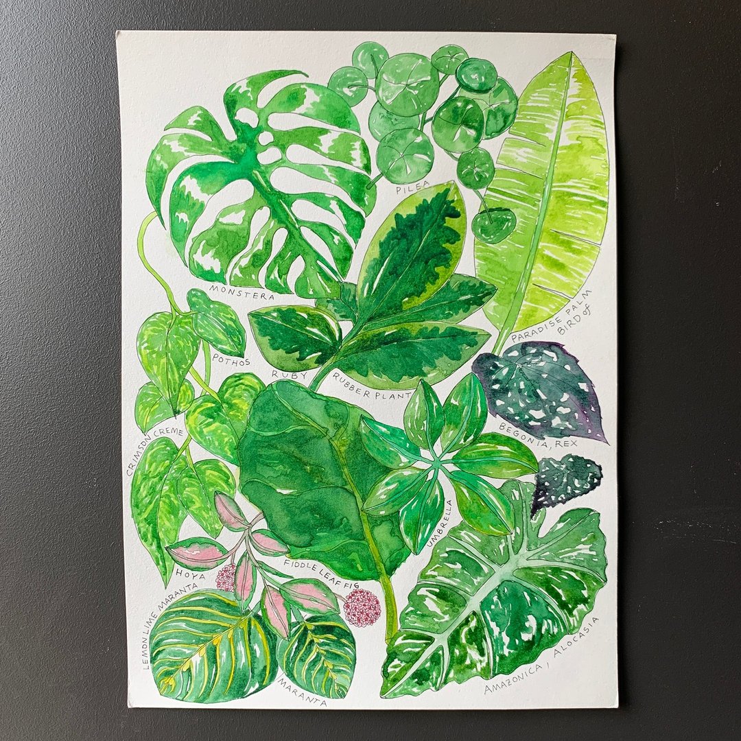 Types of Houseplants Original Watercolor Painting | Marcella Kriebel ...