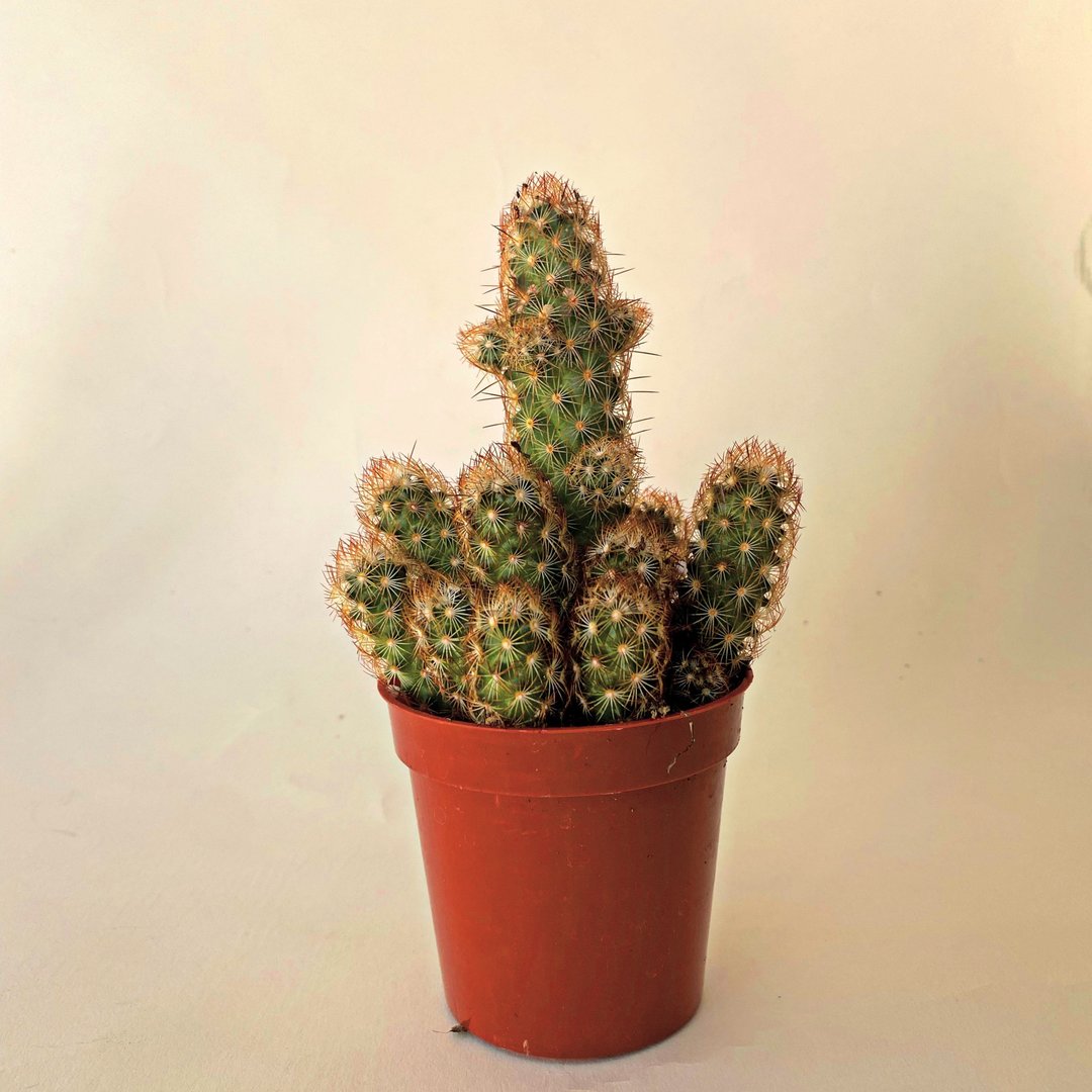 Cactus | Prickly Cactus | Mammillaria Elongota | Pepper Palm ...