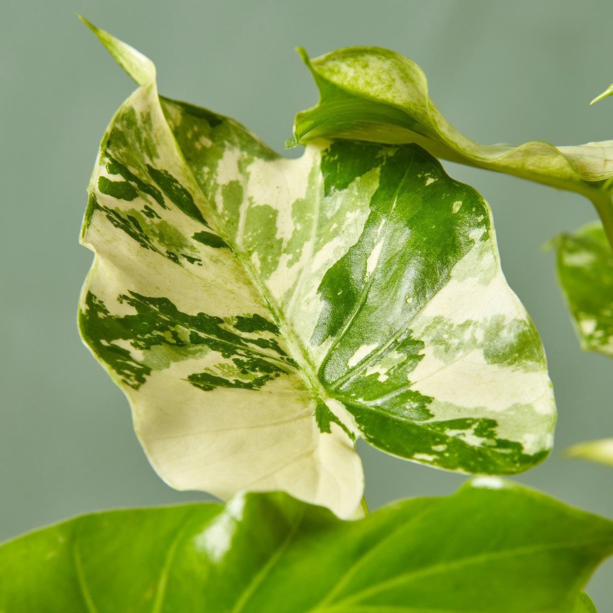 Variegated Alocasia gageana | Rewild - Shaw / Georgetown - Washington ...