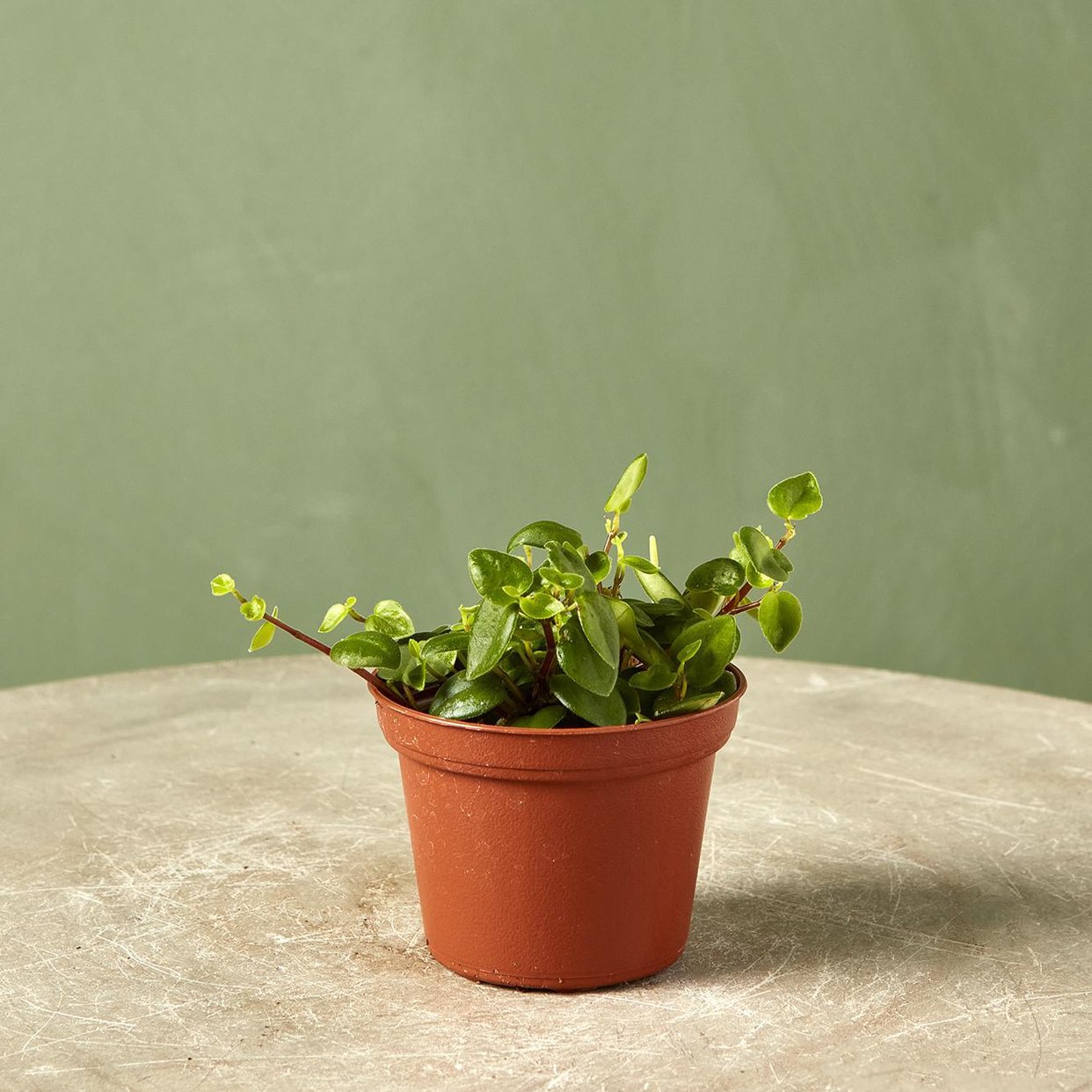 Peperomia 'Pepperspot' | Rewild - Shaw / Georgetown - Washington, DC ...