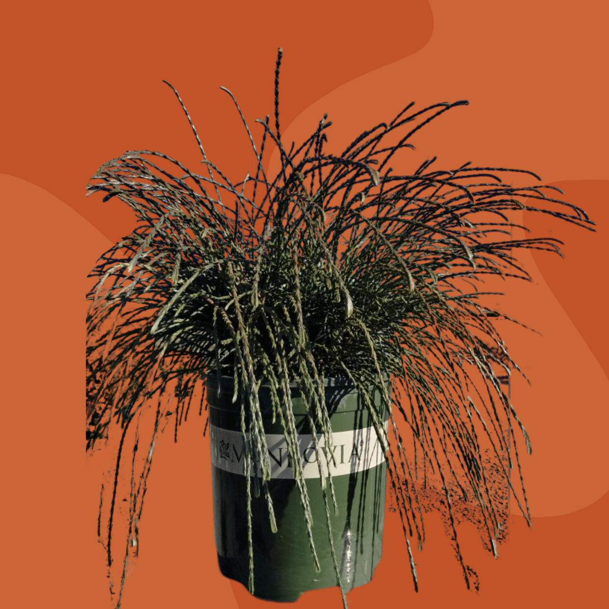 Whipcord Western Red Cedar | Rewild - Shaw / Georgetown - Washington ...