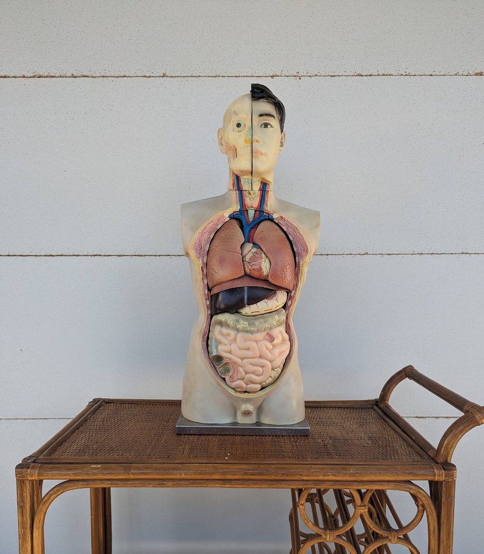Vintage Life Size Medical Anatomical Human Torso Model Circa 1950's ...