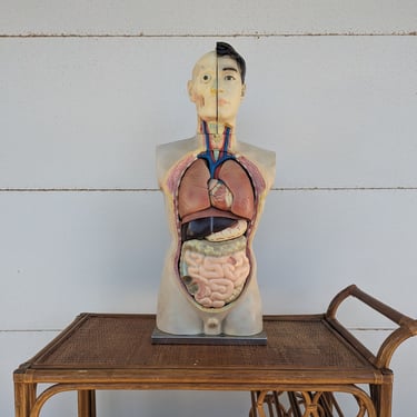 Vintage Life Size Medical Anatomical Human Torso Model | Mod and Ozzie ...