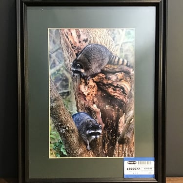 Nature Photo of Raccoons (Seattle) | Second Use - Seattle and Tacoma ...