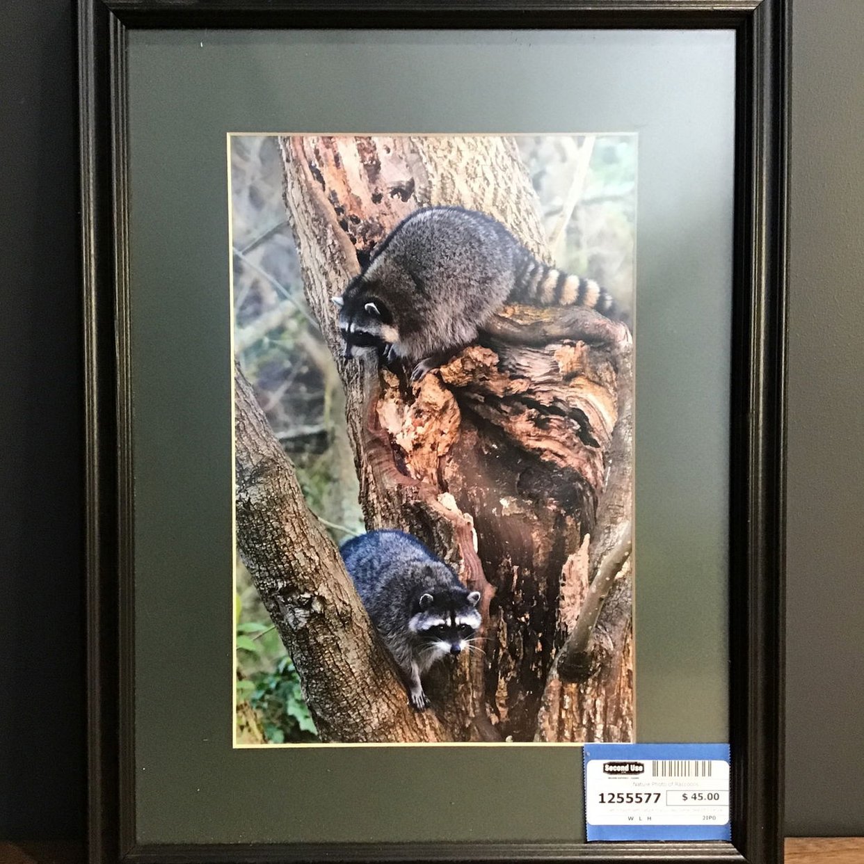 Nature Photo of Raccoons (Seattle) | Second Use - Seattle and Tacoma ...