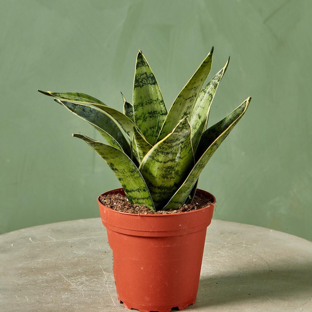 Snake Plant 'Star Power' | Rewild - Shaw / Georgetown - Washington, DC ...