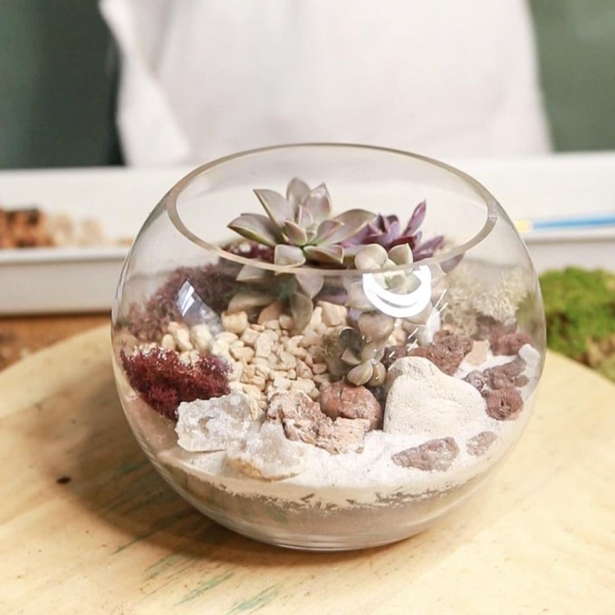 2/13/24: Valentine's Day Terrarium Workshop @ REWILD Ballston | Rewild ...